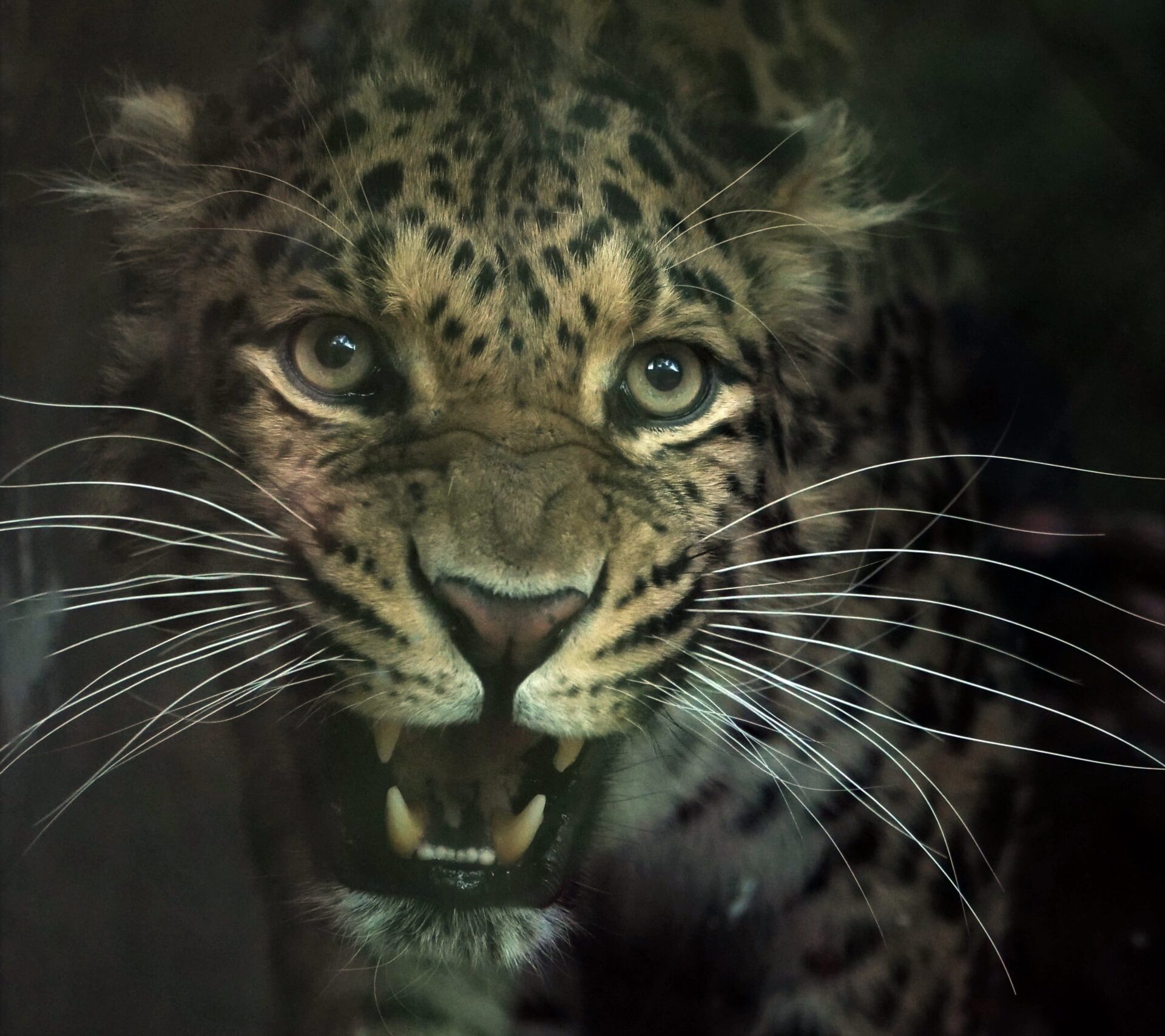 V našej zoo ušiel leopard. Išlo o cvičenie - Zoologická záhrada Košice